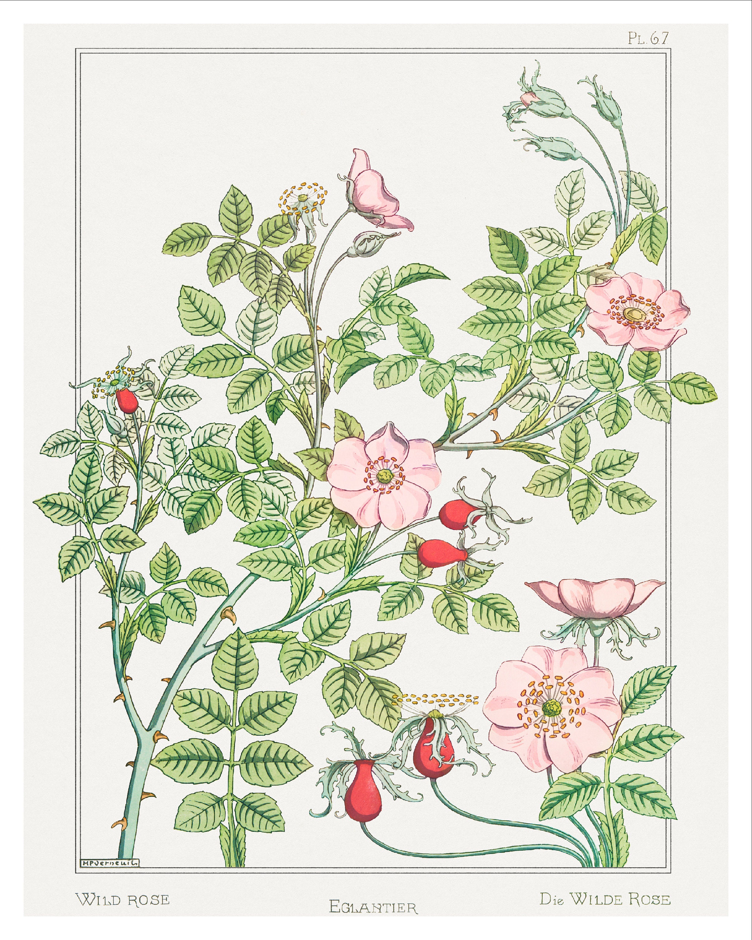 Ink Inc. Botanical Prints Wildflowers - Vintage French Illustration ...