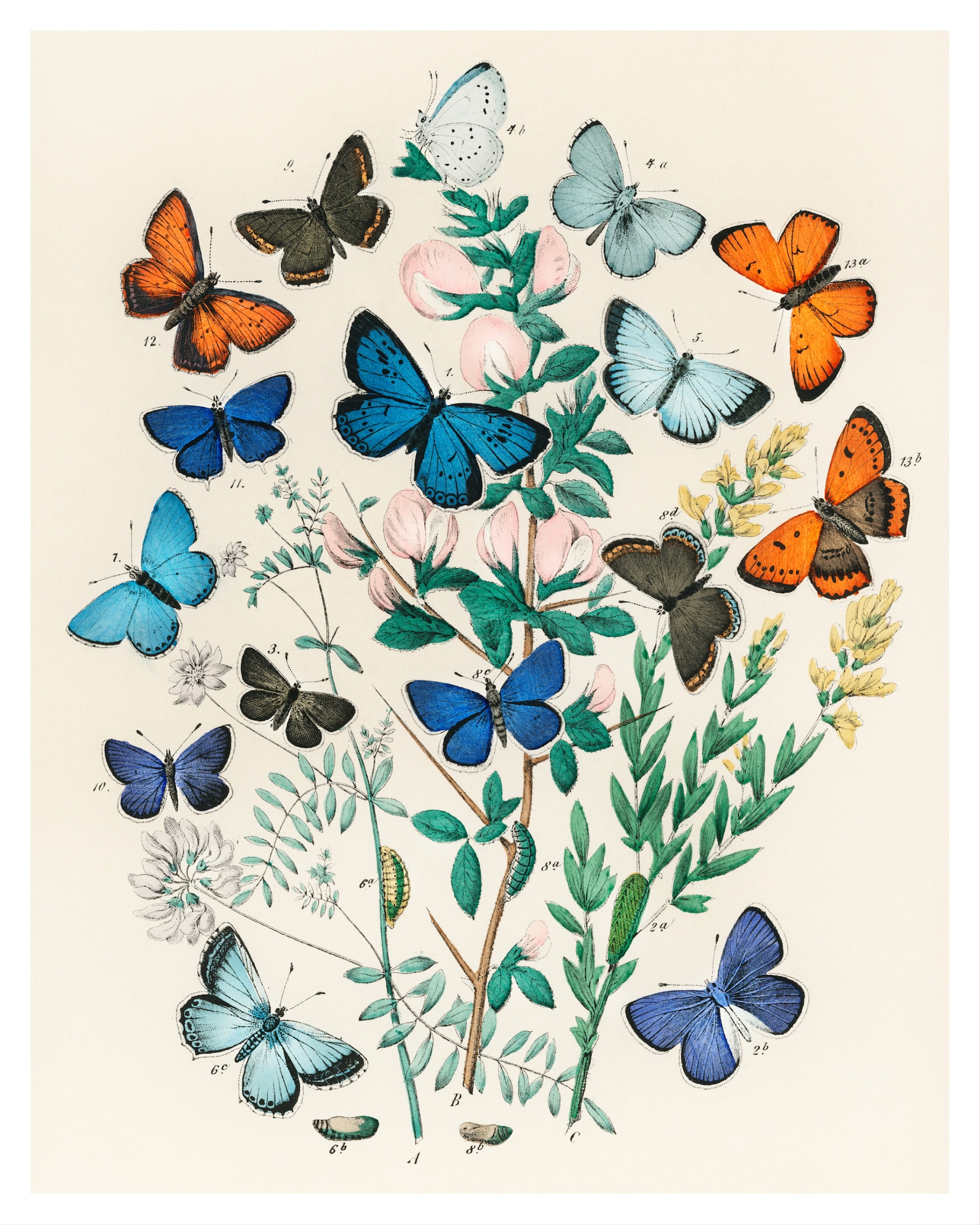 Butterfly Botanical Prints - Set of 6 8x10 - Unframed - Etsy