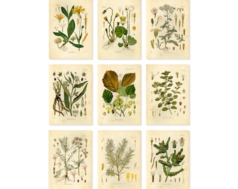 Tree Botanical Prints set of 9 5x7 Unframed | Etsy