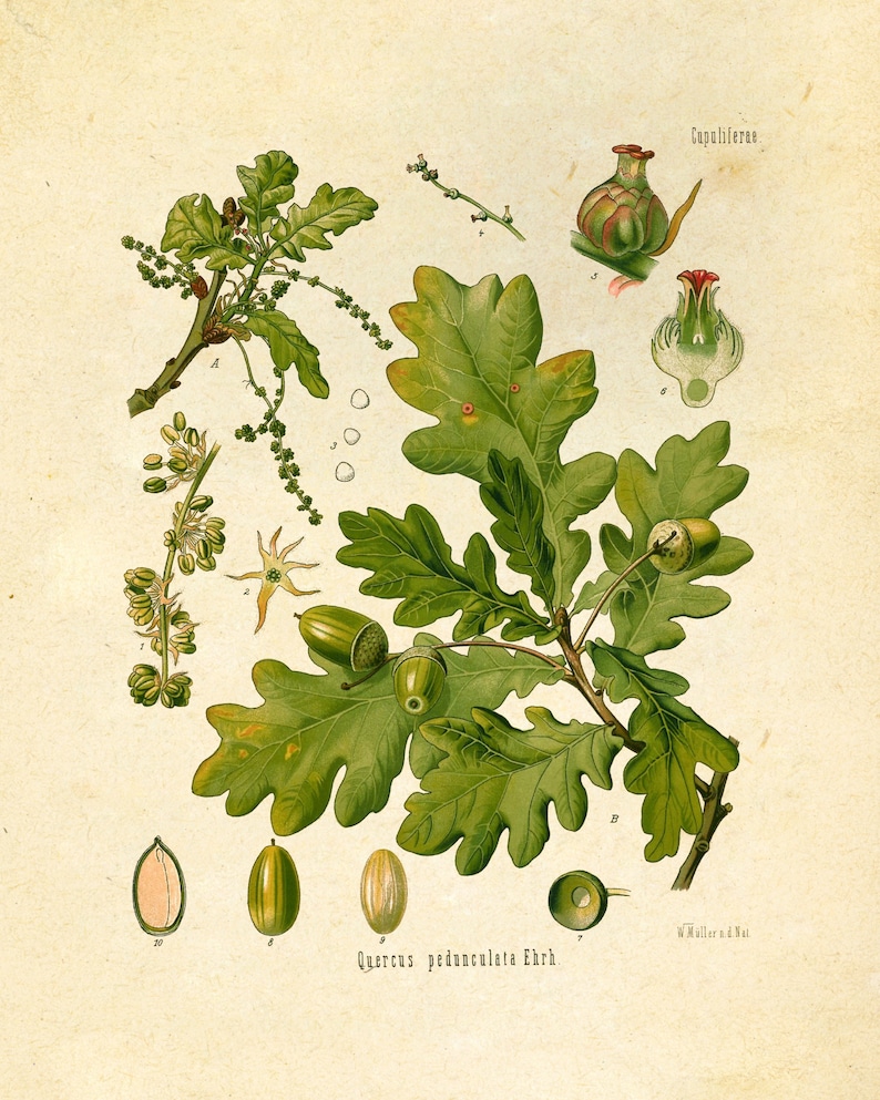 Tree Botanical Prints - Set of 9 5x7 - Unframed - Etsy