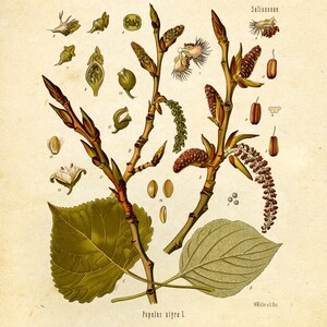 Tree Botanical Prints - Set of 9 5x7 - Unframed - Etsy