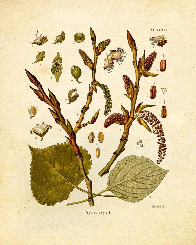 Tree Botanical Prints - Set of 9 5x7 - Unframed - Etsy