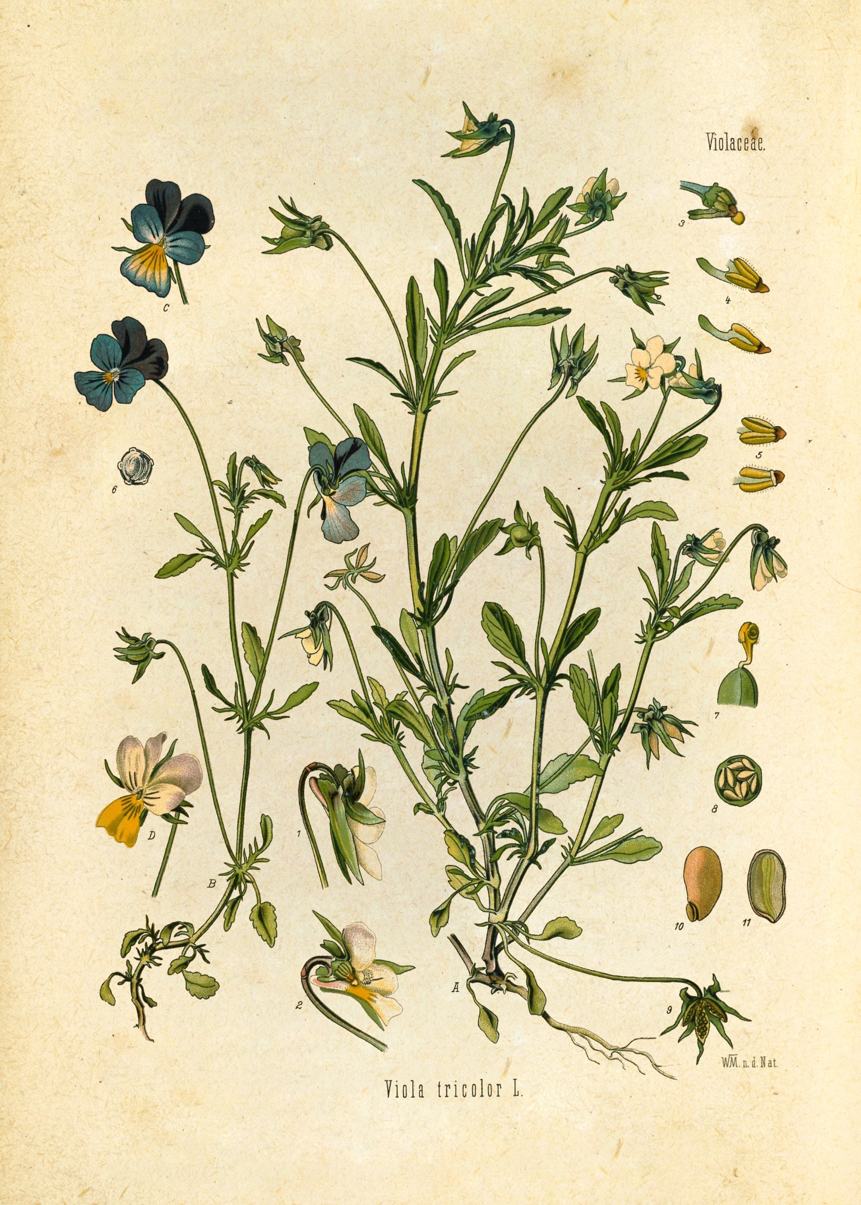 Botanical Prints Wildflower Prints Floral Wall Art Set of 9 - Etsy