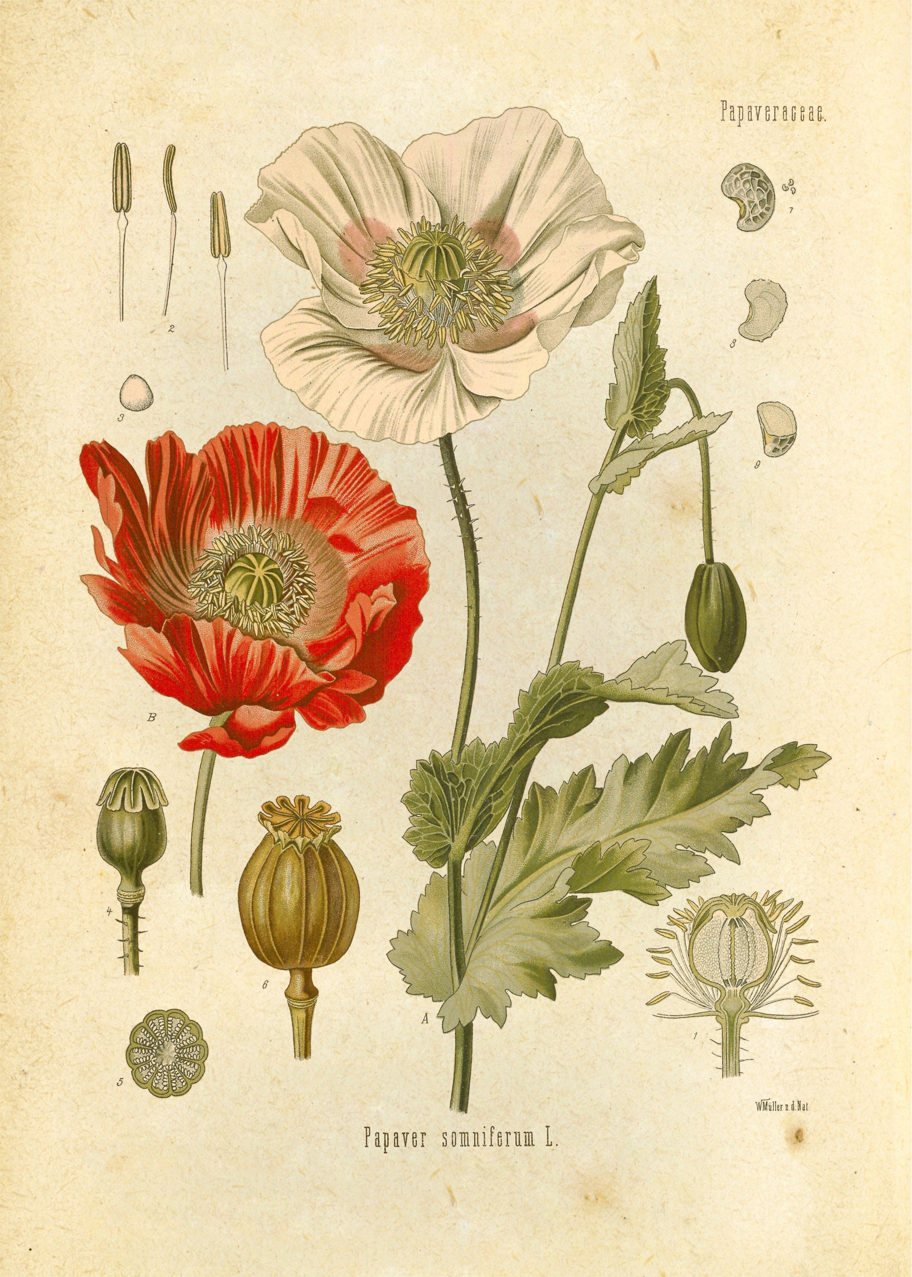 Botanical Prints Wildflower Prints Floral Wall Art Set of 9 - Etsy