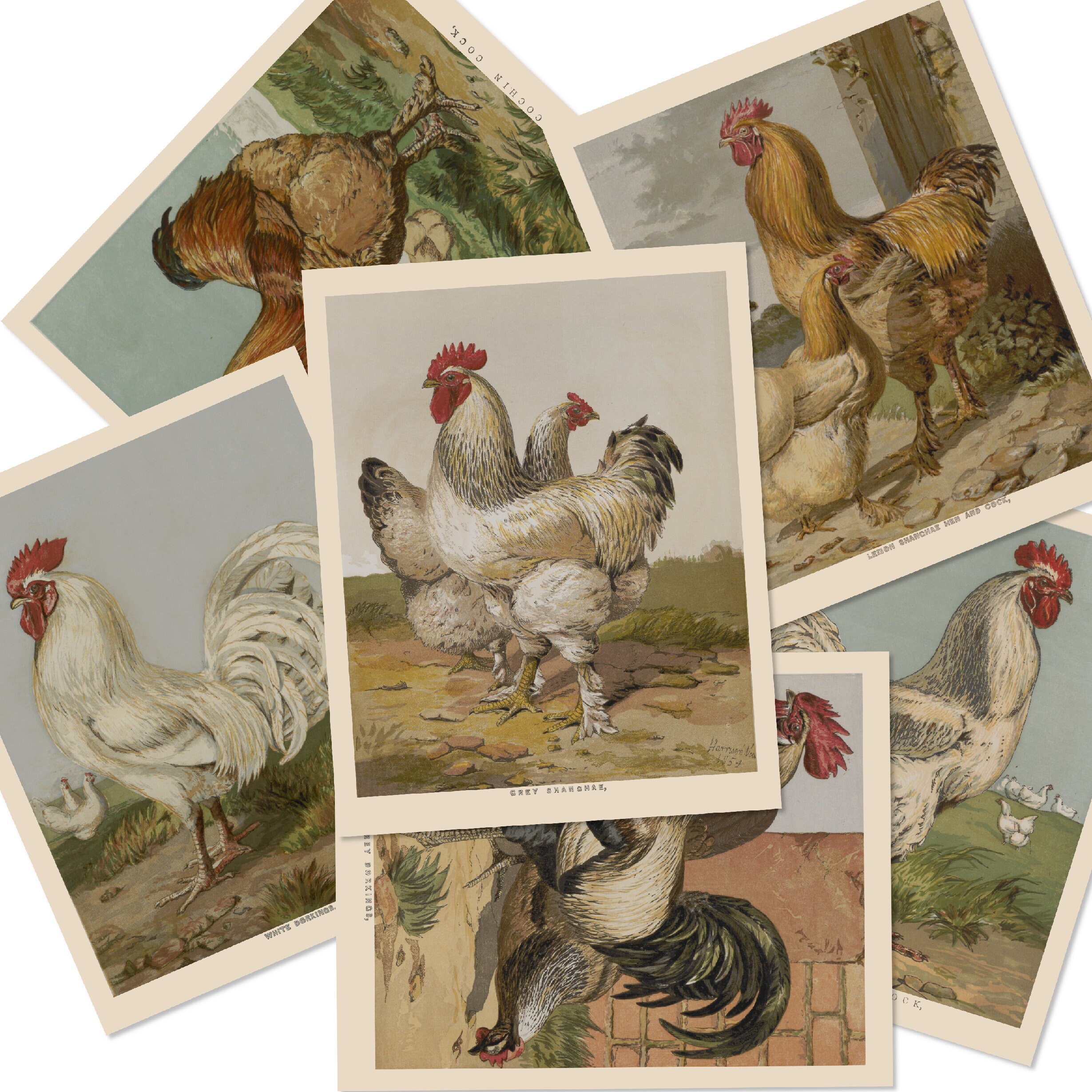 Ink Inc. Chicken Prints Wall Art Rooster Poultry Kitchen - Etsy