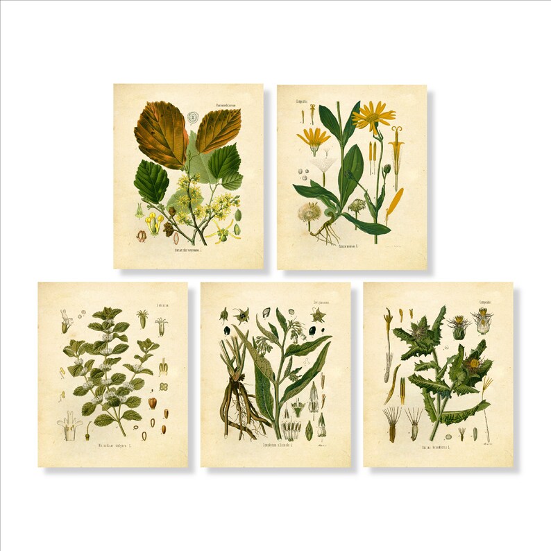 Botanical Prints Medicinal Healing Herbs - Set of 5 8x10 - Unframed - Etsy