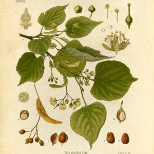 Tree Botanical Prints - Set of 9 5x7 - Unframed - Etsy