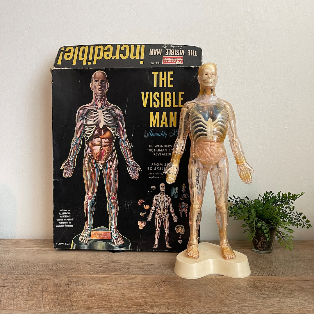 The Visible Man Assembly Kit 1959 From Skin to Skeleton Model ...
