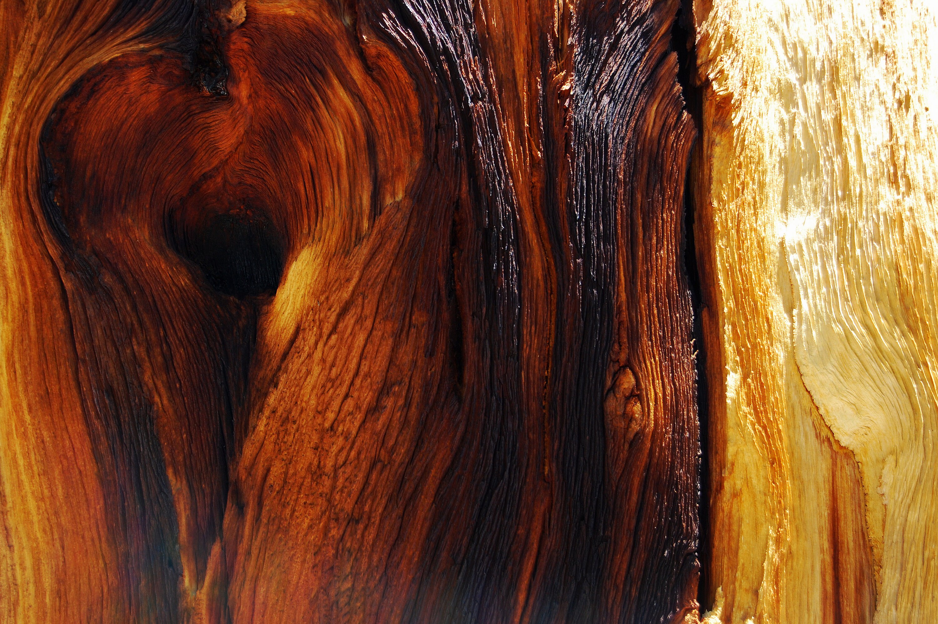 Printable Wall Art Photography: Digital Download of Sequoia Tree Close ...