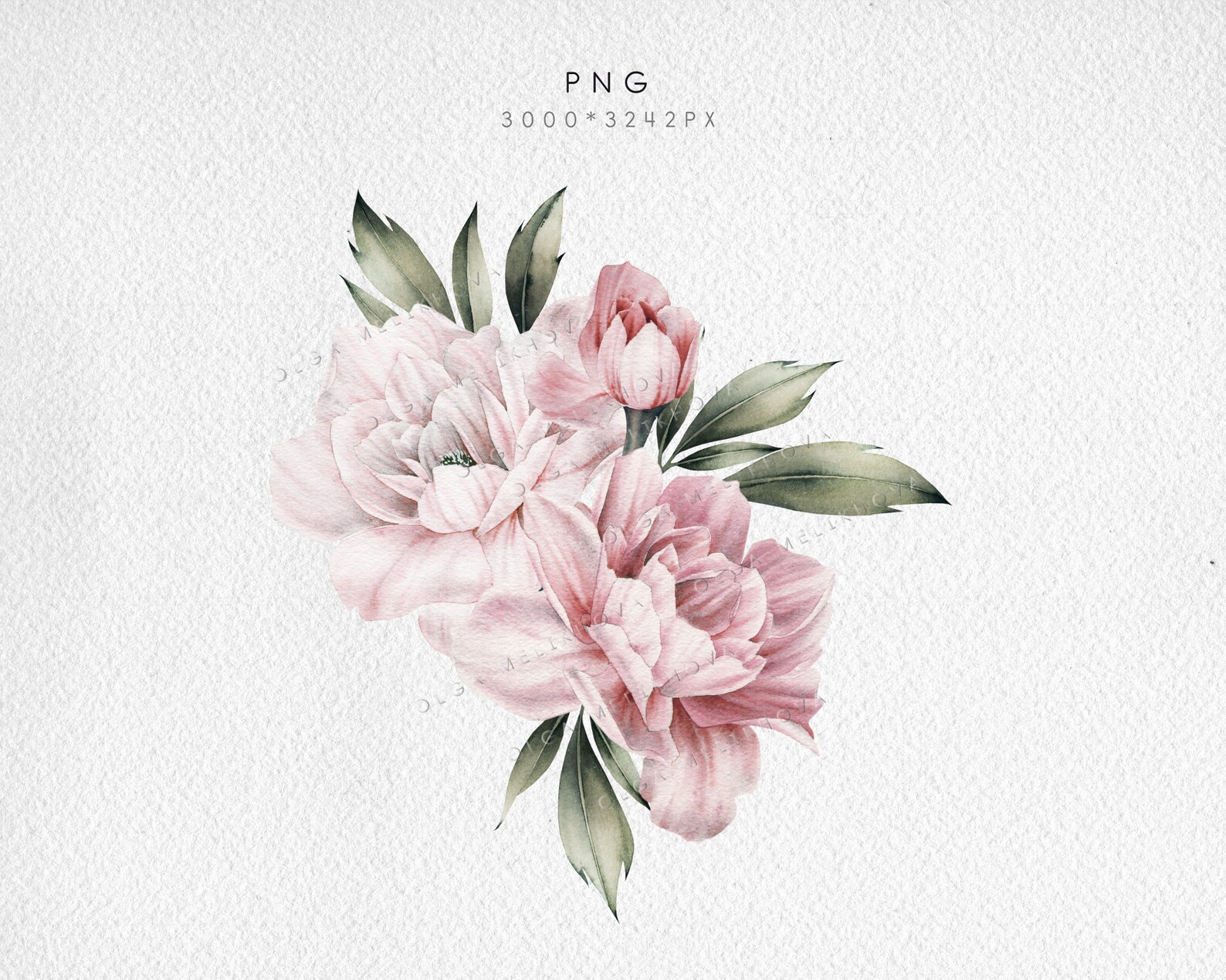 Peonies Watercolor flowers clipart Peony bouquet PNG | Etsy