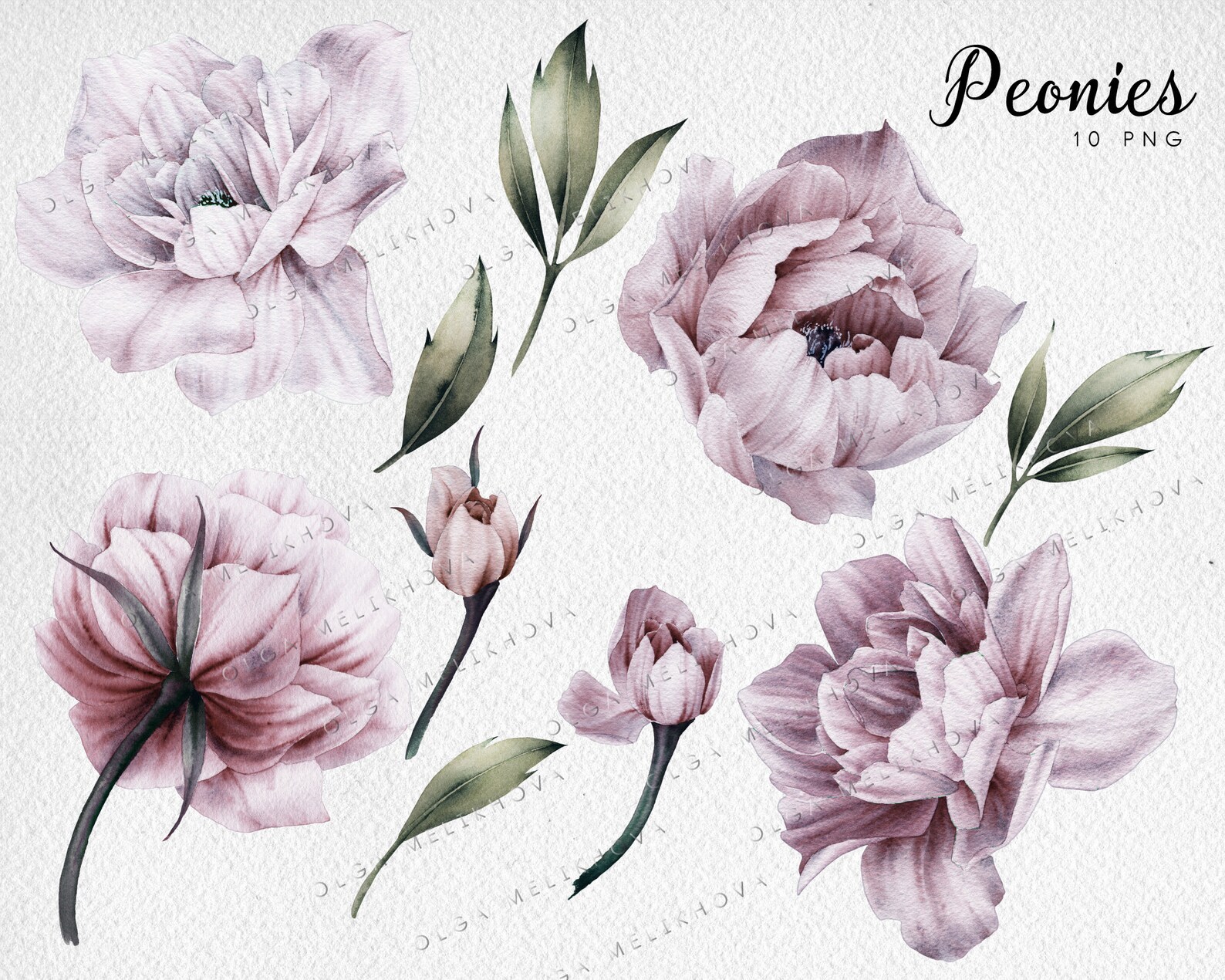 Peonies Watercolor Floral Clip Art PNG Pinl Peonies - Etsy