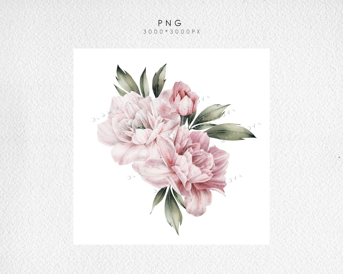 Peonies Watercolor flowers clipart Peony bouquet PNG | Etsy
