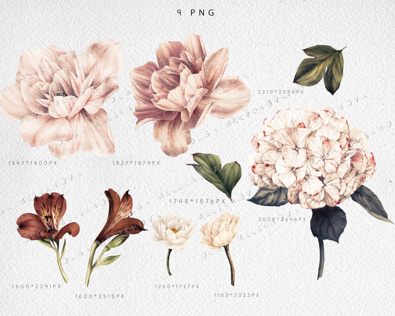 Watercolor Peonies Clipart, Vintage Flowers PNG, Floral Watercolour ...