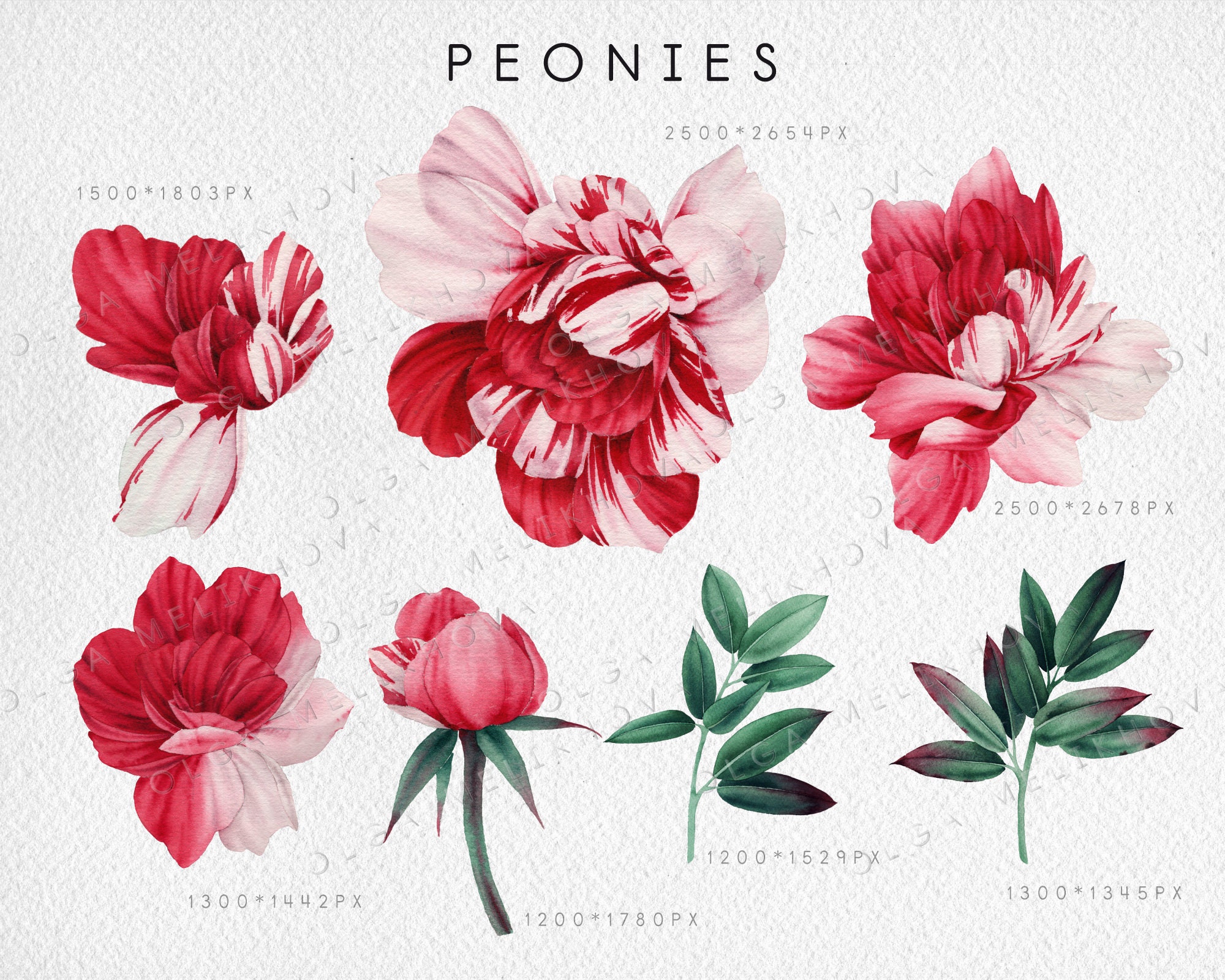 PEONIES & ROSES Watercolor floral digital pack Red flowers | Etsy