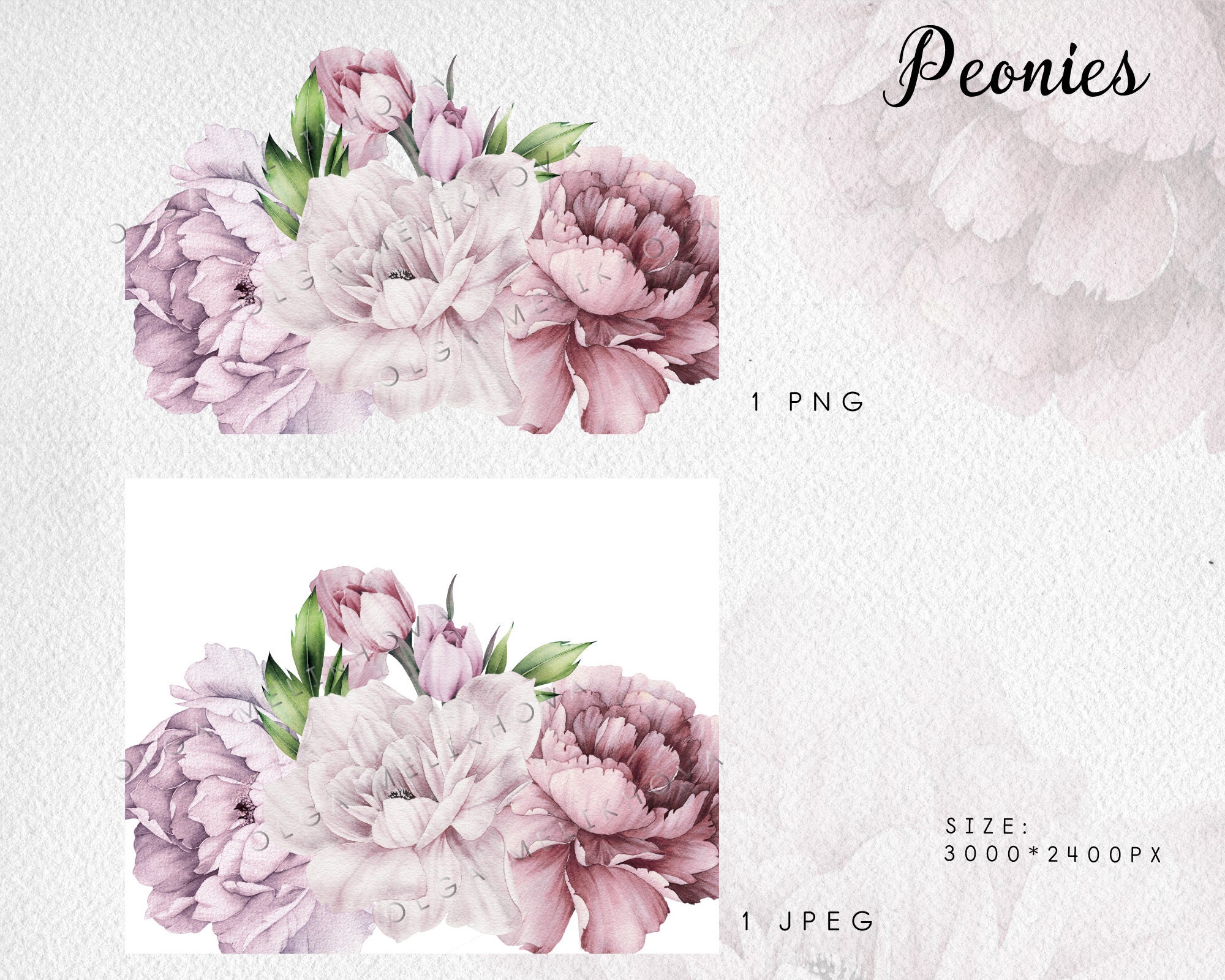 Watercolor Peonies Clipart PNG, Watercolor Floral Pack, Digital ...