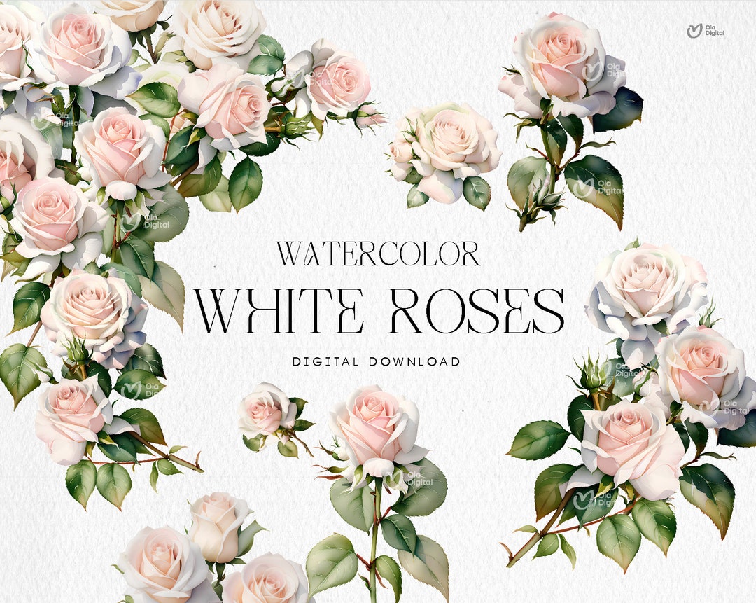 White Watercolor Roses Clipart, White Rose Flowers Bouquets Clipart Png ...