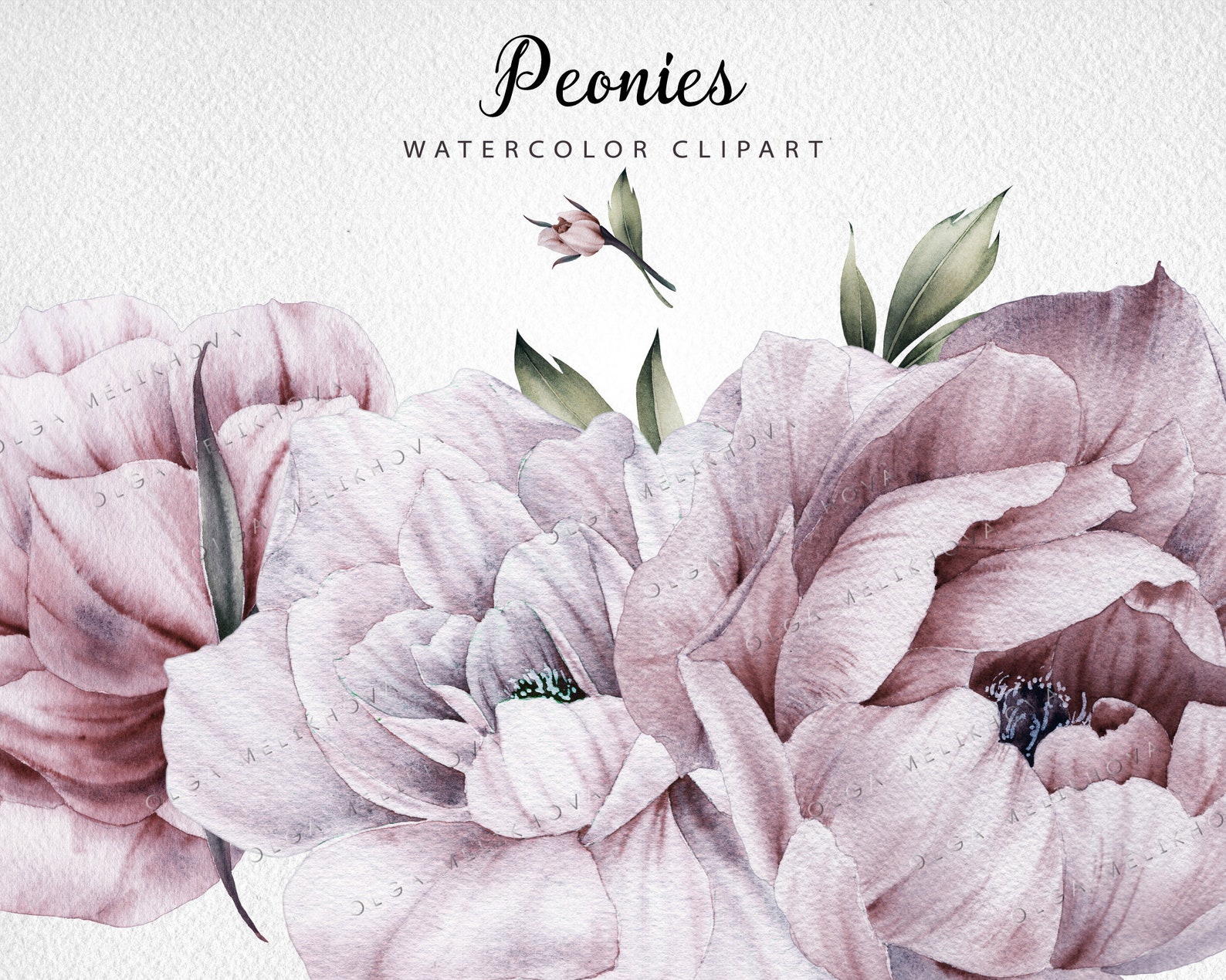 Peonies Watercolor Floral Clip Art PNG Pinl Peonies | Etsy