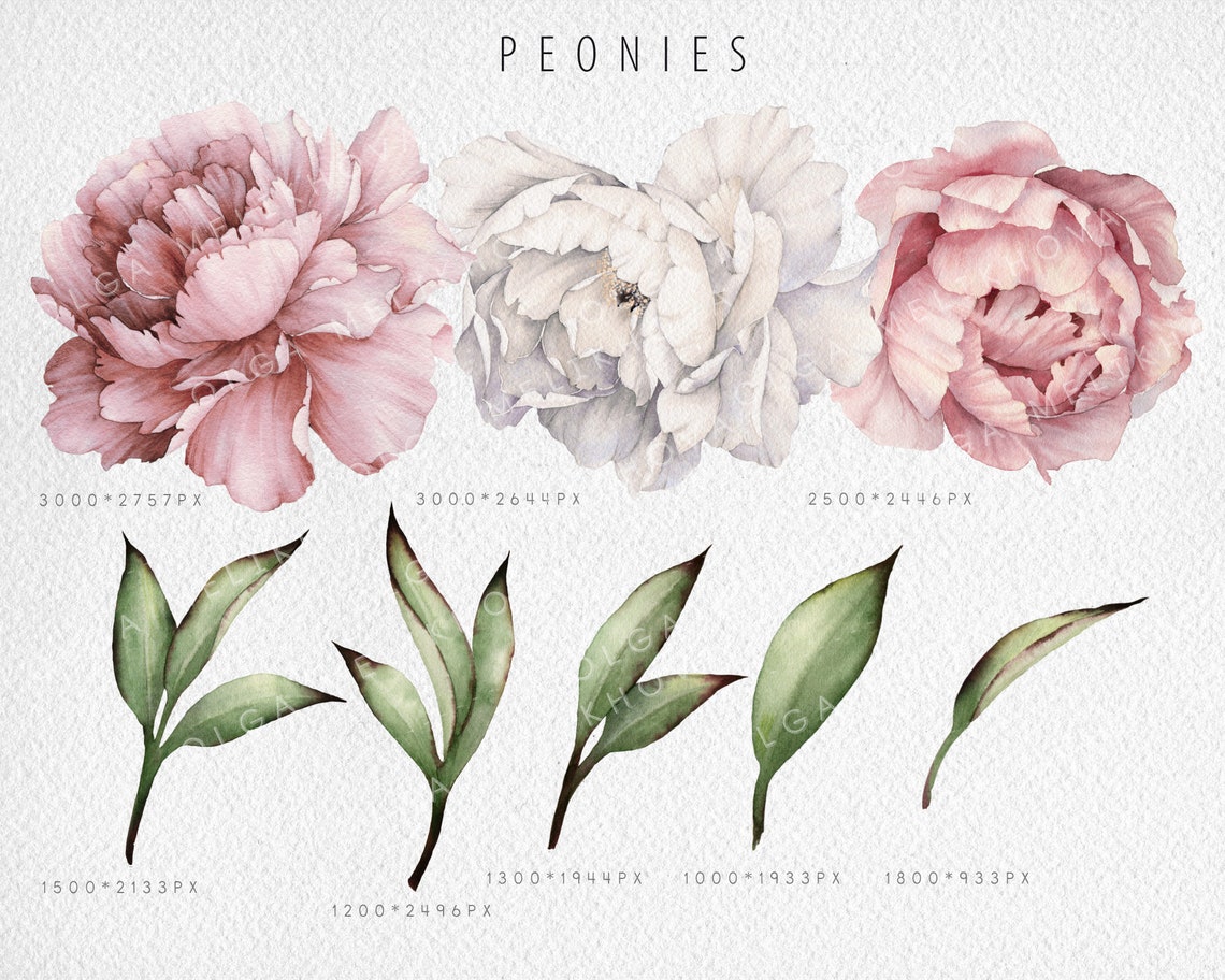 Peony Collection. Seamless Floral Pattern With Peonies. | Etsy