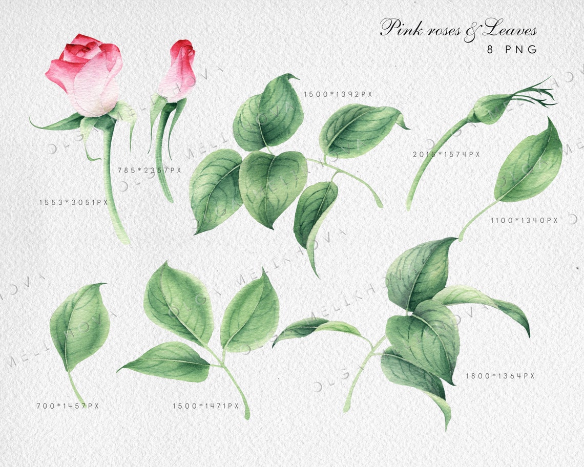 Pink Roses Watercolor Floral Clipart PNG Roses Bouquet - Etsy