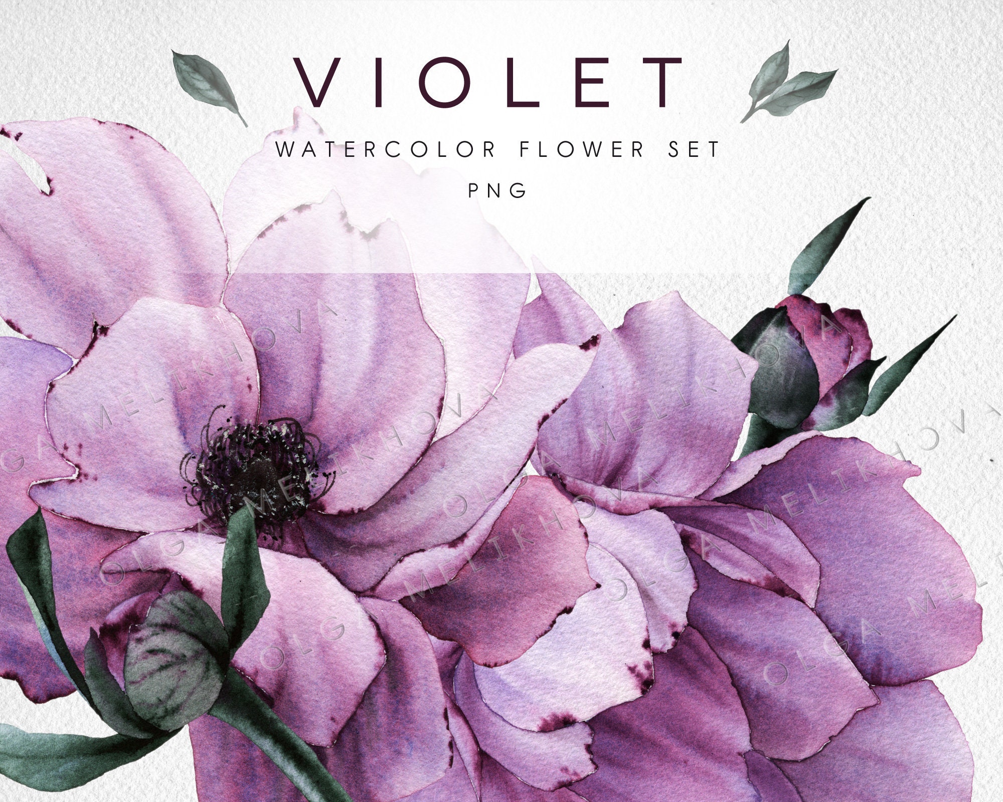 Purple peonies Watercolor Purple flowers clipart Flower png | Etsy