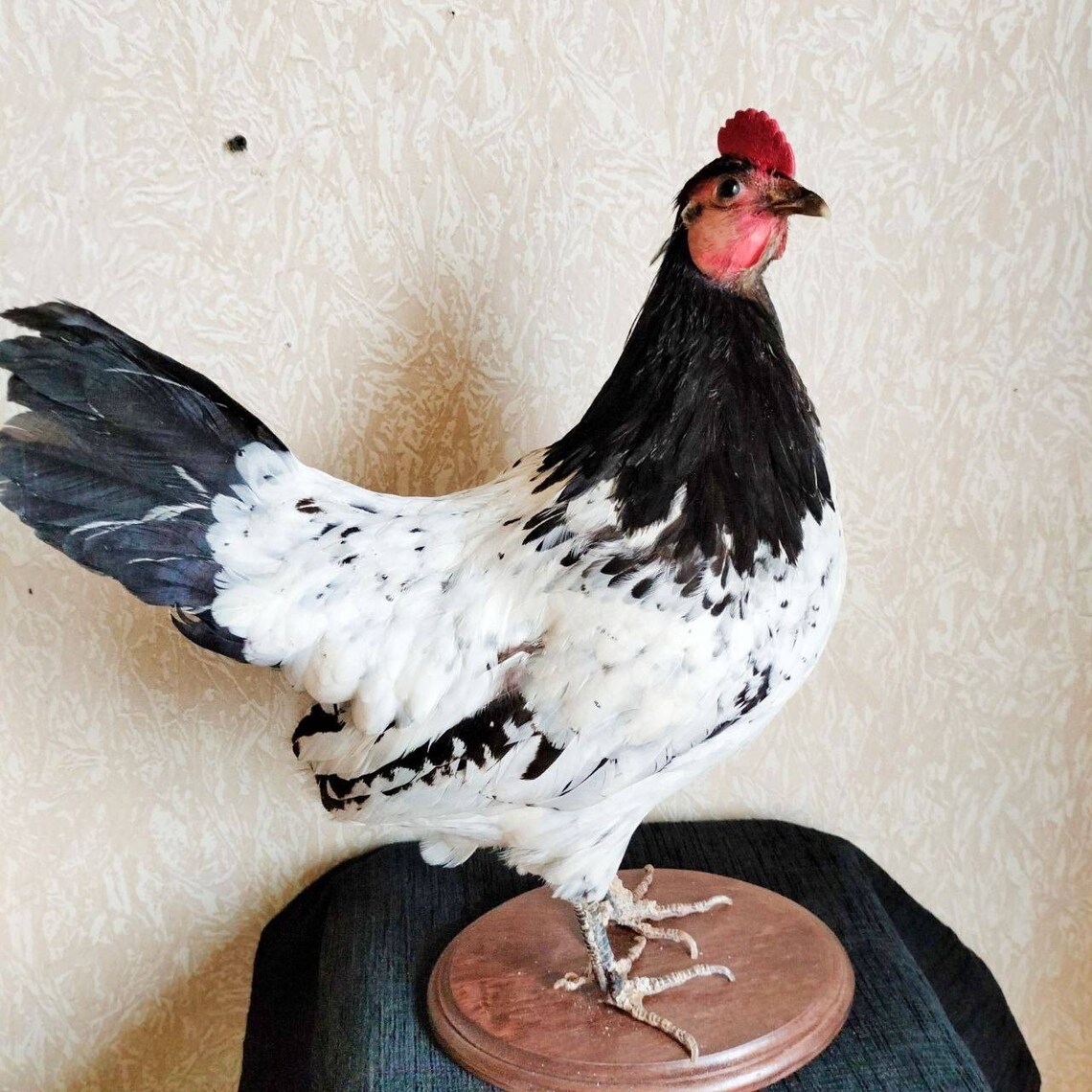 Stuffed Lakenfelder Hen Rooster Chicken Taxidermy Stand Mount. Decor ...