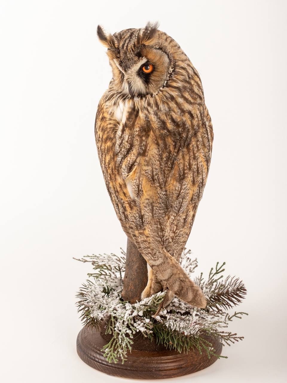Stuffed European OWL Taxidermy Owl Asio Otus Bird Scarecrow Standing ...