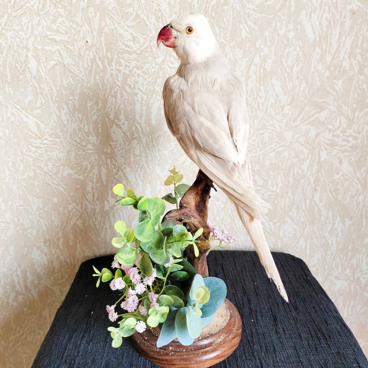 White Indian Ringneck Parrot (psittacula Krameri) Taxidermy Stand Mount ...