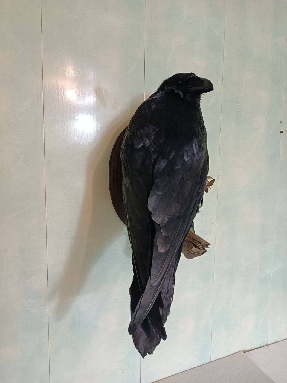 Raven Taxidermy Bird Real Stuffed Mount Animal Gothic Tattoo Driftwood ...