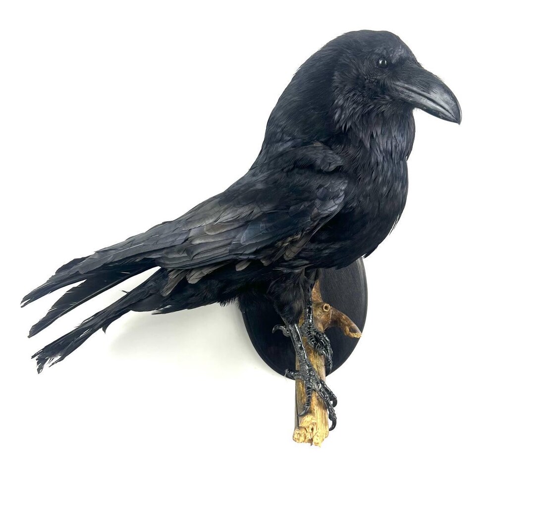Raven Taxidermy Bird Real Stuffed Mount Animal Gothic Tattoo Driftwood ...