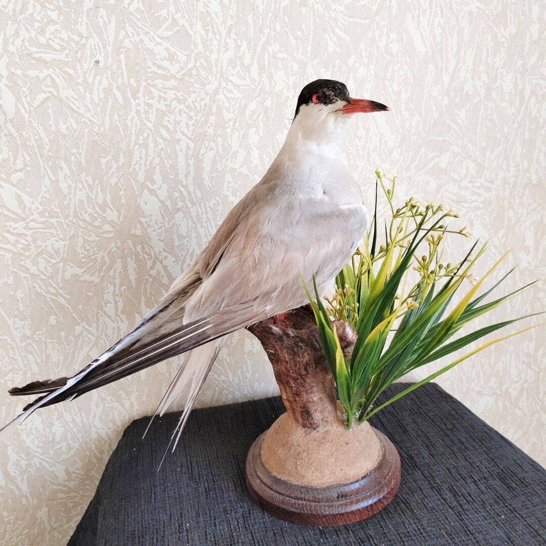 Taxidermy Real Bird Gull (sterna Hirundo) Stuffed Gull Standing Mount ...