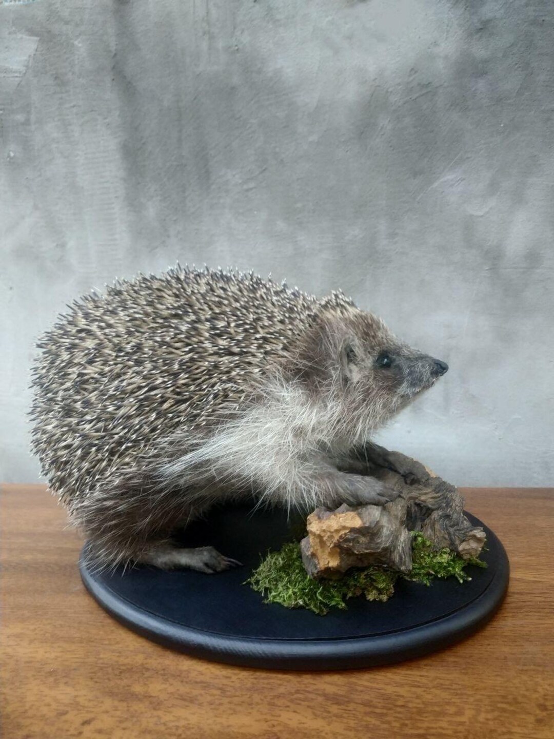 European Hedgehog (erinaceus Europaeus) Taxidermy Stand Mount Home ...