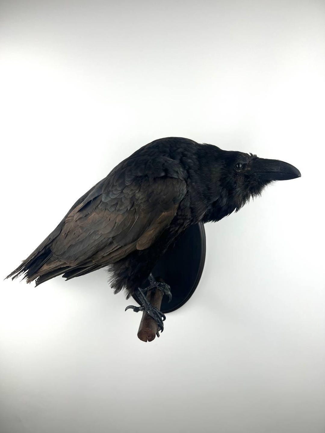 Raven Taxidermy Bird Real Stuffed Mount Animal Gothic Tattoo Driftwood ...