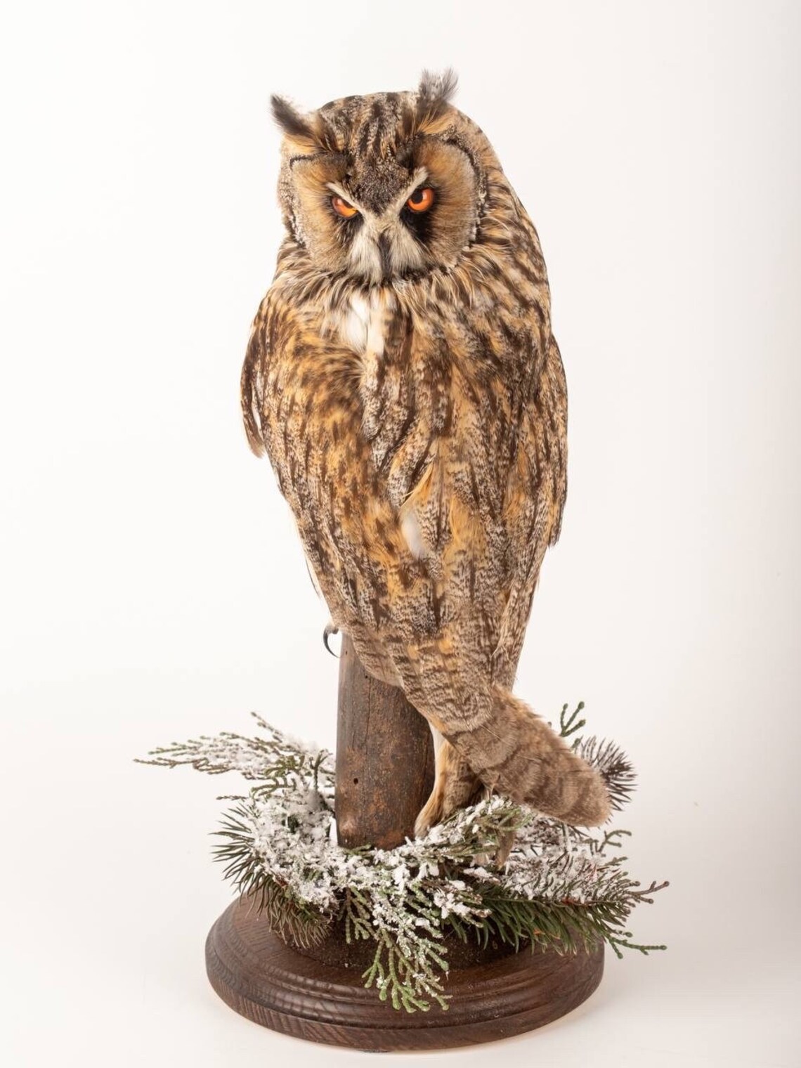 Stuffed European OWL Taxidermy Owl Asio Otus Bird Scarecrow Standing ...