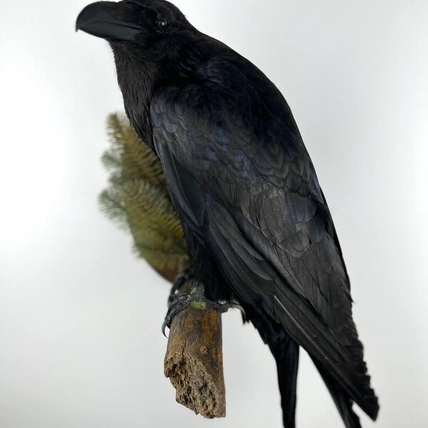Stuffed Crow - Etsy