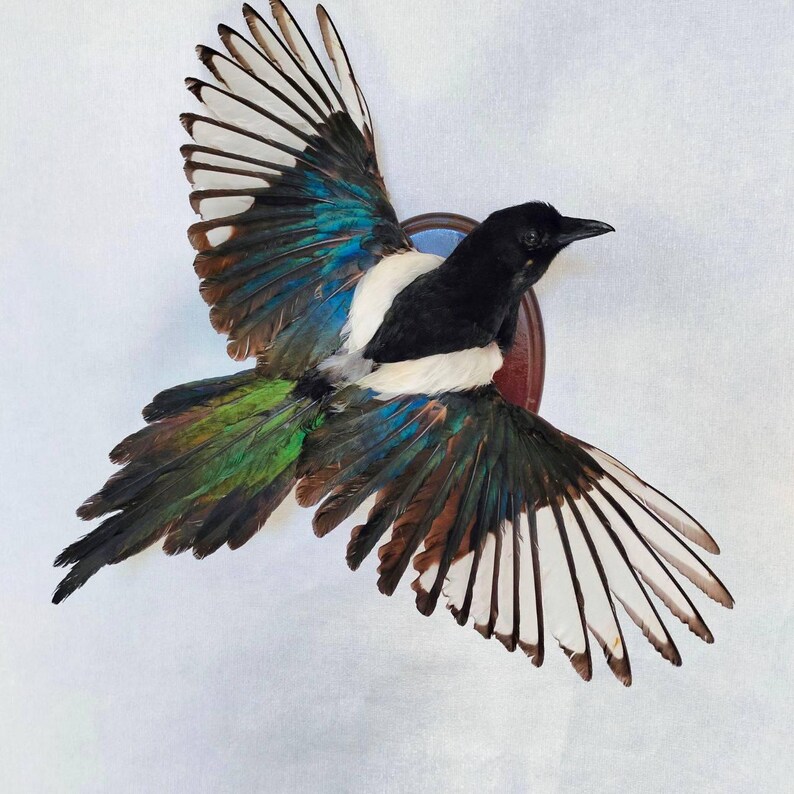Taxidermy Magpie Bird Crow Real Wall Mounted Stuffed Pica Pica With ...