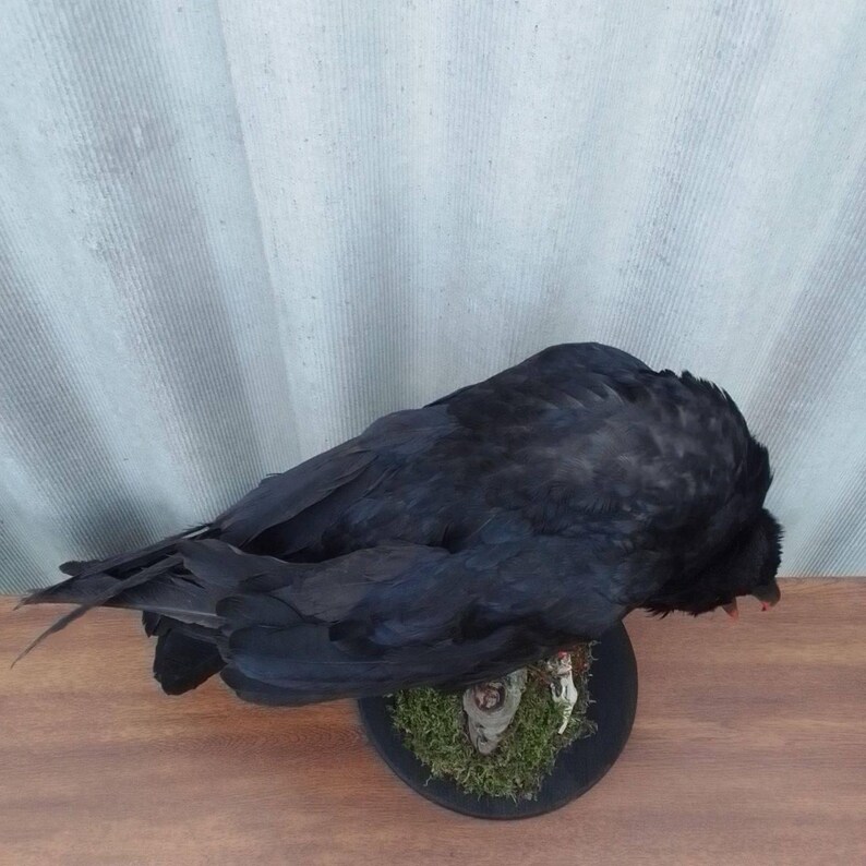 Raven Taxidermy Bird Real Stuffed Mount Animal Gothic Tattoo Driftwood ...