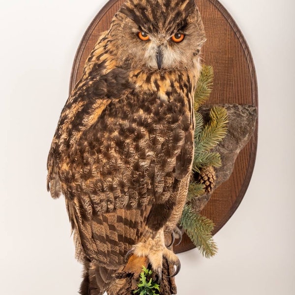 Taxidermy Owl - Etsy