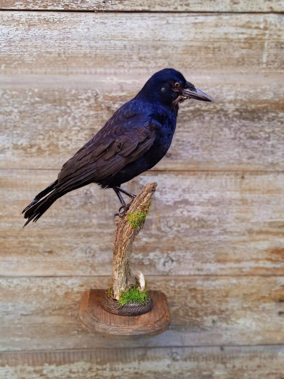Rook Bird corvus Frugilegus Taxidermy Standing Mount 2 Eurasian Raven ...