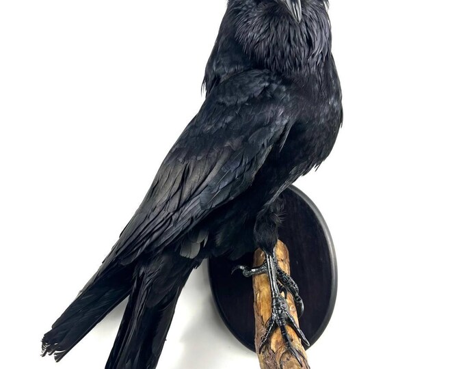 Raven Taxidermy Bird Real Stuffed Mount Animal Gothic Tattoo Driftwood ...