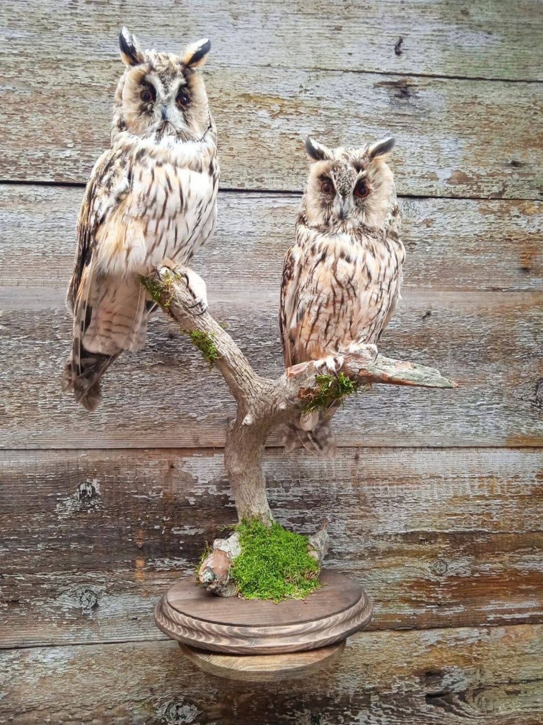 Taxidermy OWL Real Bird Asio Otus Stuffed Owl Taxidermy Set Two Owl ...