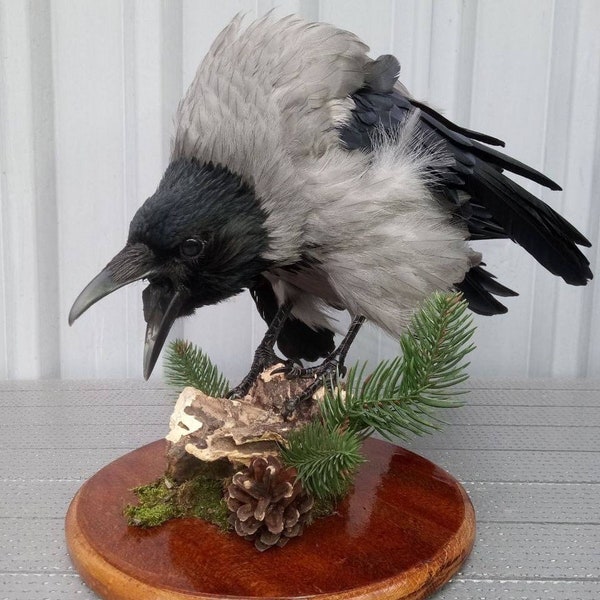 Stuffed Crow - Etsy