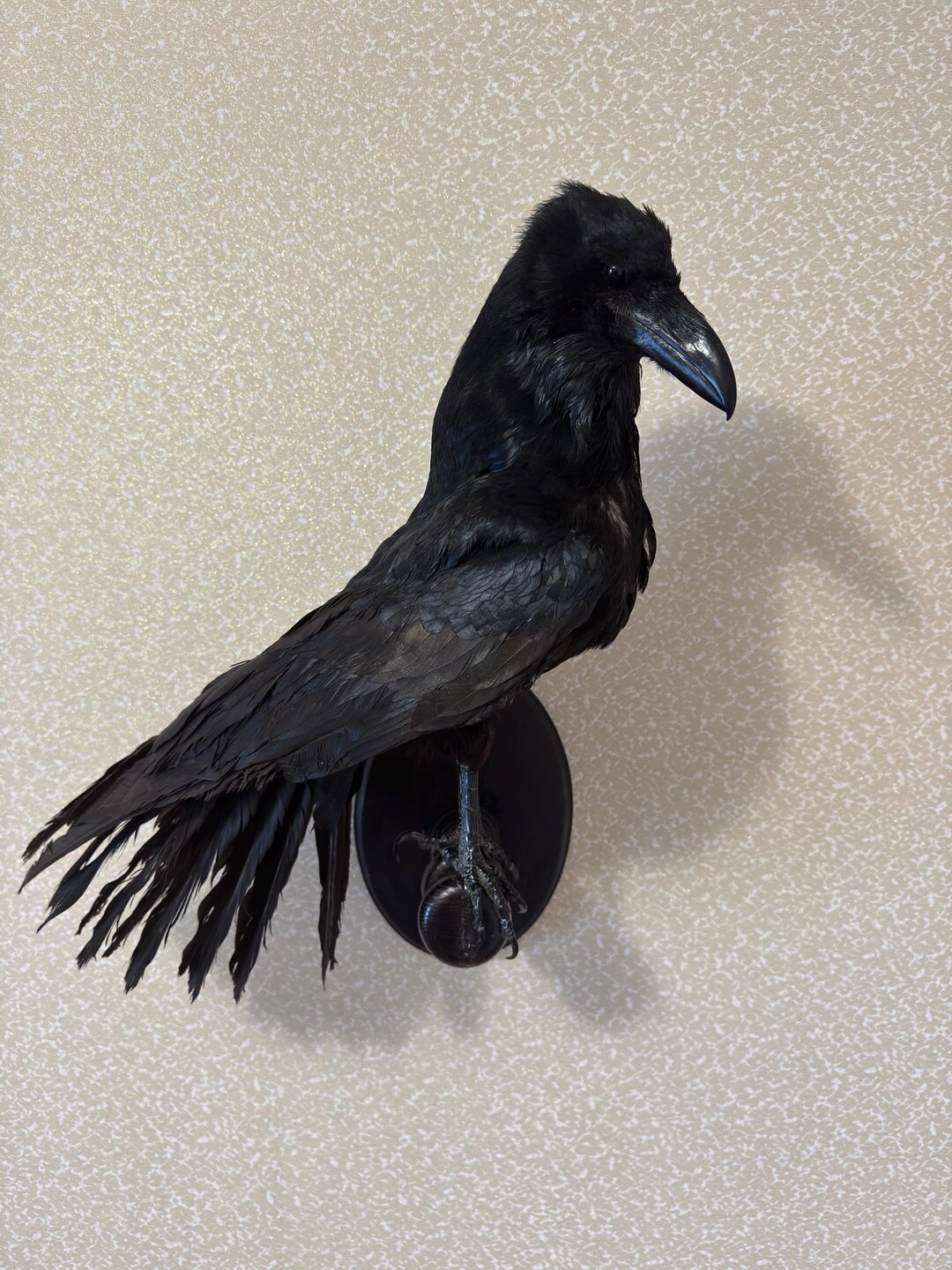 Raven Taxidermy Bird Real Stuffed Mount Animal Gothic Tattoo Driftwood ...