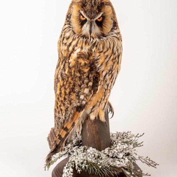 Taxidermy Owl - Etsy
