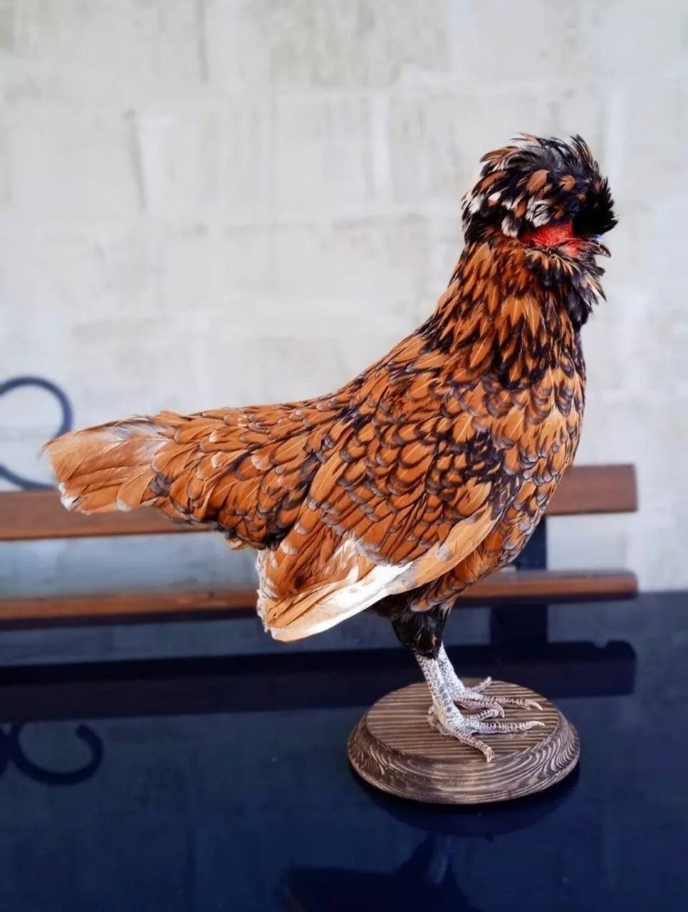 Padovana paduan Chicken Rooster Hen Taxidermy Stand Mount - Etsy