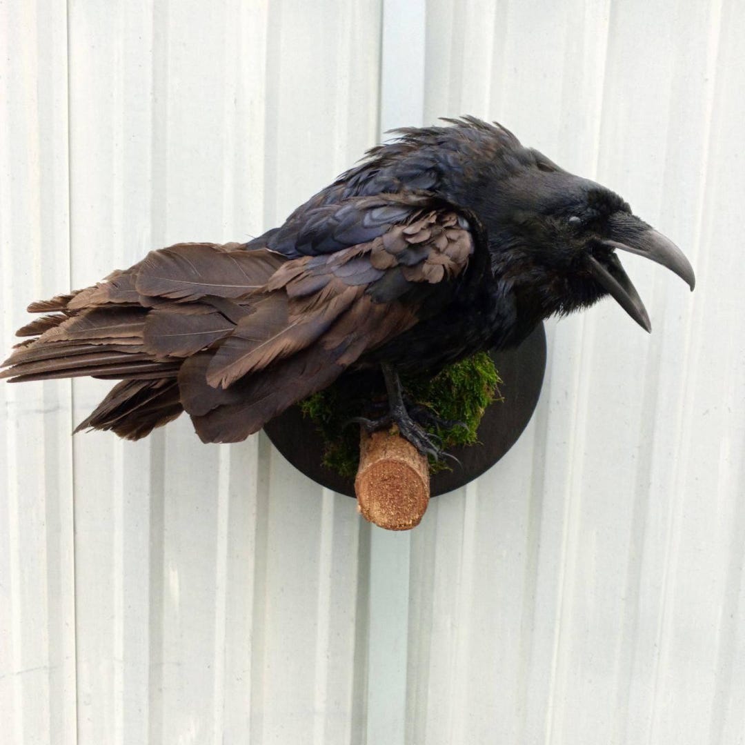Raven Taxidermy Bird Real Stuffed Mount Animal Gothic Tattoo Driftwood ...