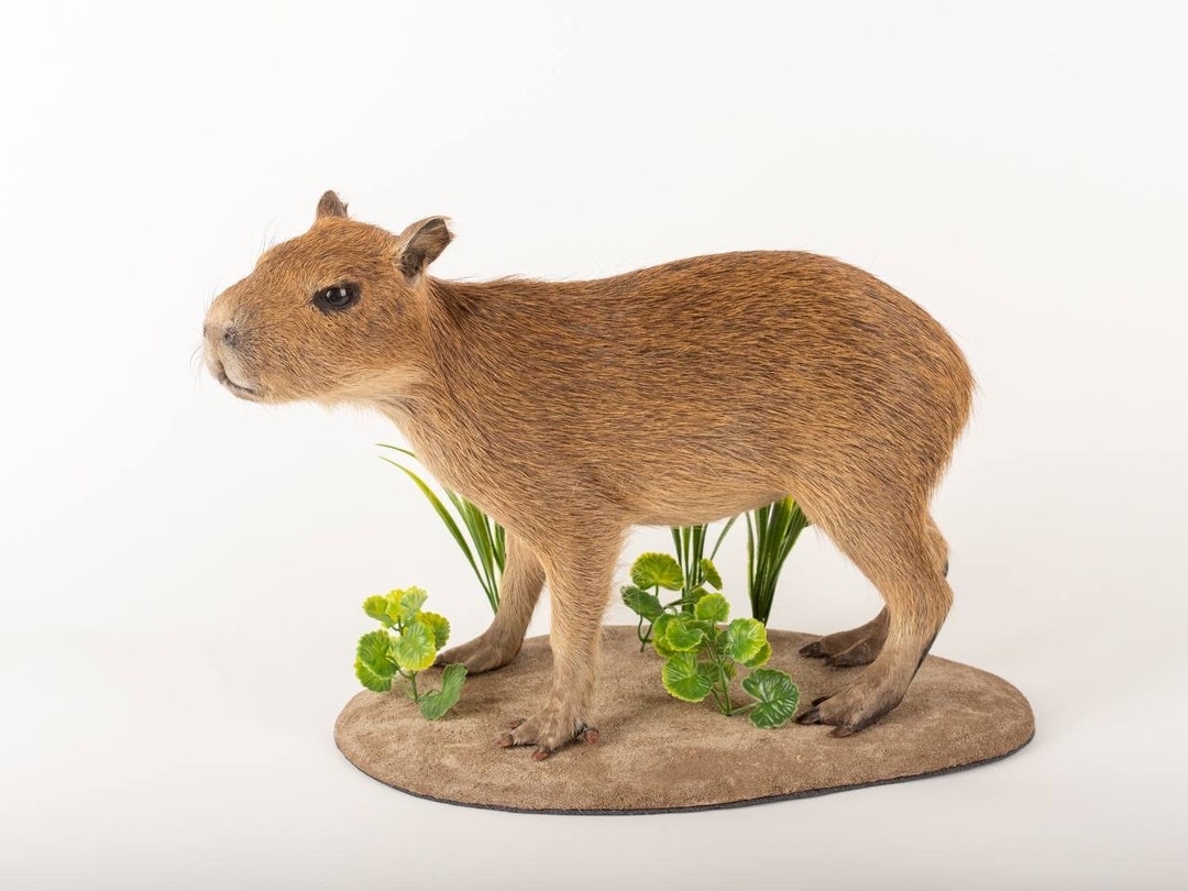 Greater Capybara (hydrochoerus Hydrochaeris) Taxidermy Stand Mount ...