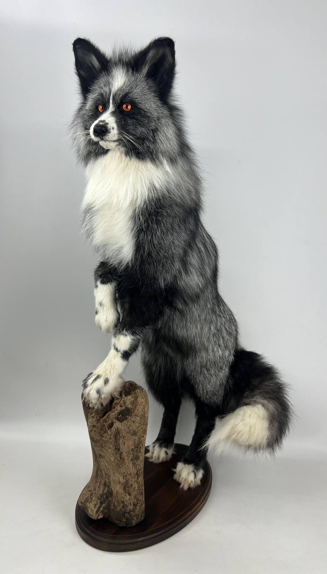 Taxidermy Animal Platinum Silver Fox (vulpes Vulpes) Taxidermy Stand ...