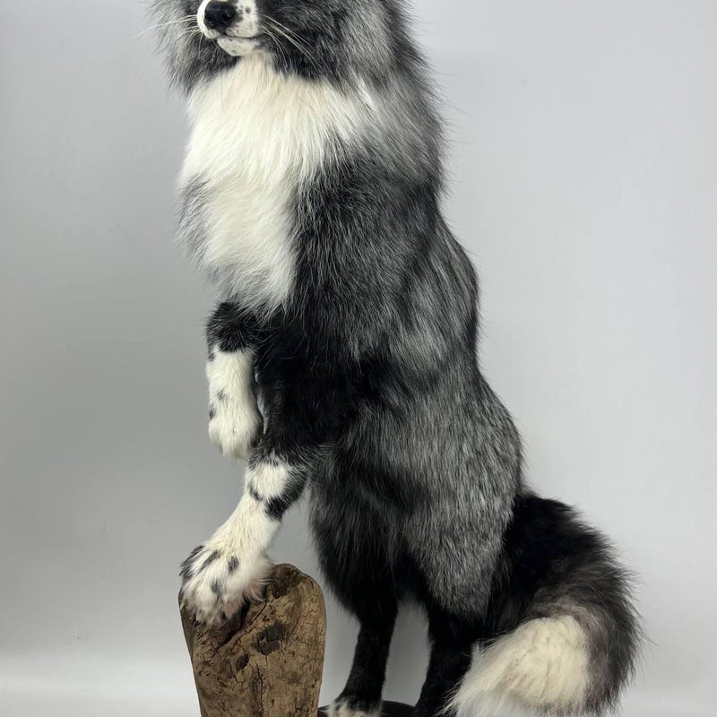 Soft Mount Taxidermy - Etsy