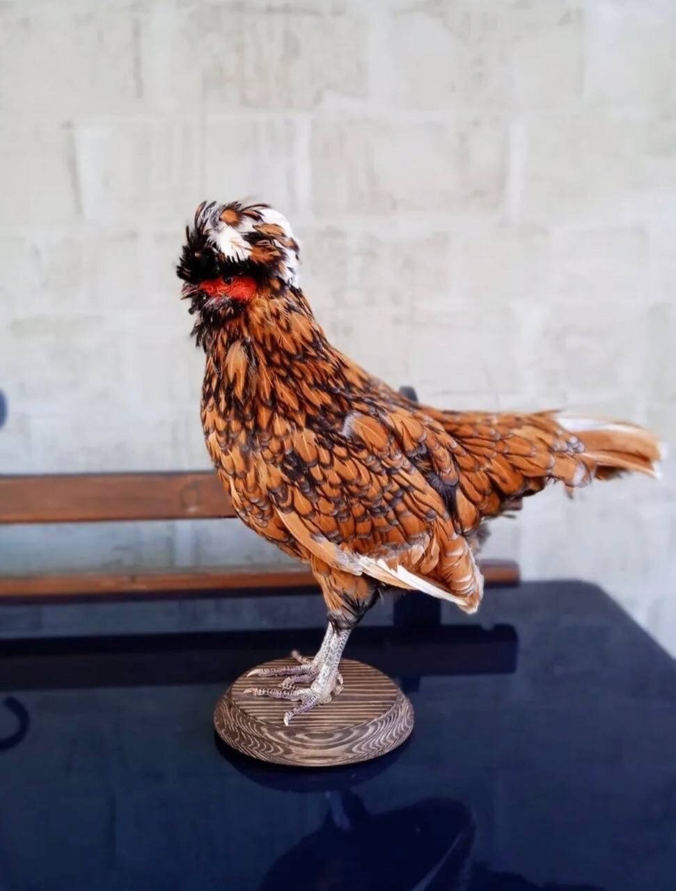 Padovana (paduan) Chicken Rooster Hen Taxidermy Stand Mount Home Decor ...