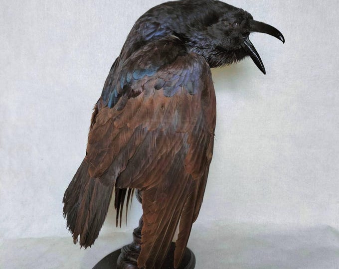 Raven Taxidermy Bird Real Stuffed Mount Animal Gothic Tattoo Driftwood ...